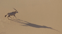 Desert GIFs - Get the best gif on GIFER