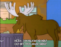 Moose GIFs - Get the best gif on GIFER