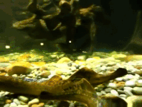 Lampreys GIFs - Get the best gif on GIFER