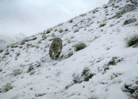 Snow leopard GIFs - Get the best gif on GIFER