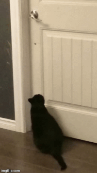 Porta GIFs - Get the best gif on GIFER