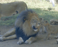 Safari GIFs - Get the best gif on GIFER
