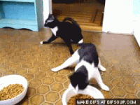 Hungry GIFs - Get the best gif on GIFER