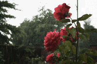 Floral GIFs - Get the best gif on GIFER