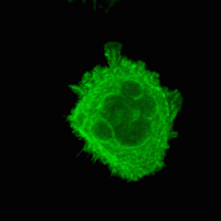 Fluorescence microscopy GIF - Conseguir o melhor gif em GIFER