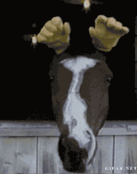 Mr ed GIFs - Get the best gif on GIFER