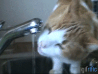 Drainage GIFs - Get the best gif on GIFER