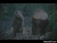 Beavers GIFs - Get the best gif on GIFER