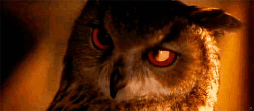Buhos GIF - Conseguir o melhor gif em GIFER