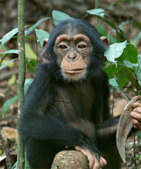 Chimpanzee GIFs - Get the best gif on GIFER