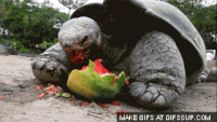 Tortoise GIFs - Get the best gif on GIFER