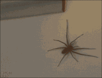Aaaaaaaaaaaa GIF - Conseguir el mejor gif en GIFER