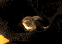 Mole GIFs - Get the best gif on GIFER