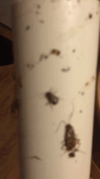 Roaches GIFs - Get the best gif on GIFER