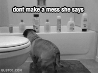 Mops GIFs - Get the best gif on GIFER