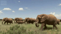 Elephant GIFs - Get the best gif on GIFER
