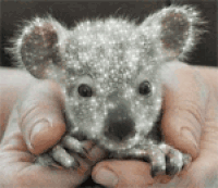 Coala GIFs - Get the best gif on GIFER