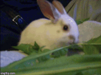 Munching GIFs - Get the best gif on GIFER