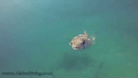 Puffer GIFs - Get the best gif on GIFER