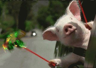 Cerdo GIFs - Get the best gif on GIFER