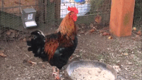 Rooster GIFs - Get the best gif on GIFER