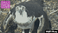 Osprey GIFs - Get the best gif on GIFER