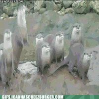 Tier GIFs - Get the best gif on GIFER