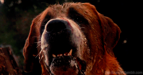Cujo GIF - Conseguir o melhor gif em GIFER