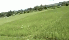 Youtiger GIFs - Get the best gif on GIFER