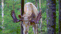 Moose GIFs - Get the best gif on GIFER