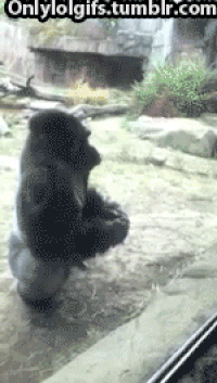 Silverback gorilla GIFs - Get the best gif on GIFER