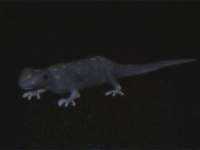 Lizard GIFs - Get the best gif on GIFER