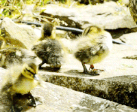 Ducklings GIFs - Get the best gif on GIFER