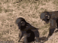Chimpanzee GIFs - Get the best gif on GIFER