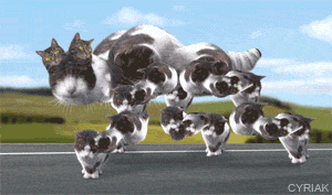 Multicat GIFs - Get the best gif on GIFER
