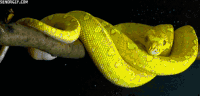 Snakes GIFs - Get the best gif on GIFER