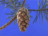 Cone GIFs - Get the best gif on GIFER