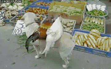 Bremen GIFs - Get the best gif on GIFER