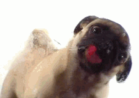 Irrelevant GIFs - Get the best gif on GIFER