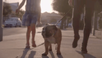 Leash GIFs - Get the best gif on GIFER