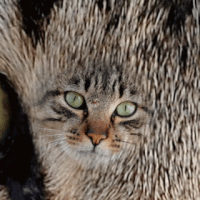Infinity cat GIFs - Get the best gif on GIFER