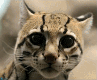 Serpentine GIFs - Get the best gif on GIFER