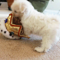 Maltese GIFs - Get the best gif on GIFER