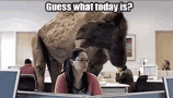 Geico GIFs - Get the best gif on GIFER