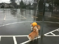 Tetherball GIFs - Get the best gif on GIFER