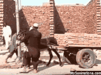 Donkey GIFs - Get the best gif on GIFER