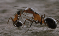 Ant GIFs - Get the best gif on GIFER