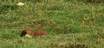 Redwall GIFs - Get the best gif on GIFER