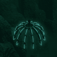 Octopus GIFs - Get the best gif on GIFER