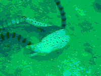 Eel GIFs - Get the best gif on GIFER